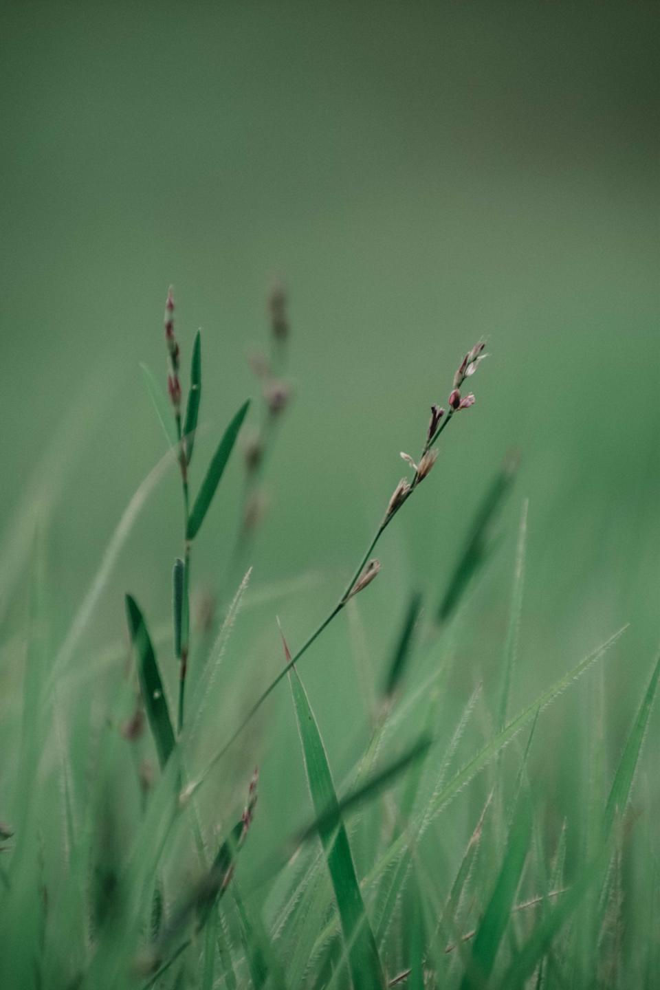 The Talega Green Sheet Summer 2024 | Echelberger Group