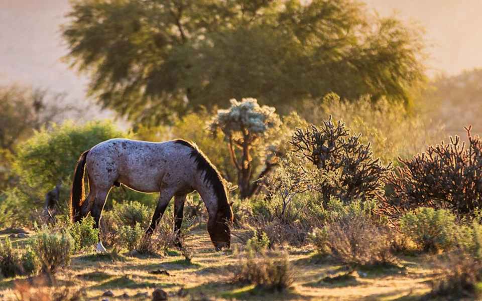 Where Can I See the Salt River Horses? | Blog