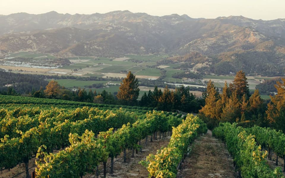 Rutherford | THE COUNTRY Napa Valley | Andy Costello Team