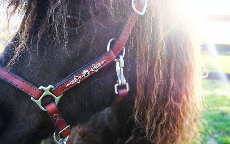 Equus Couture Is Coming Tonight! | Jamie McDevitt