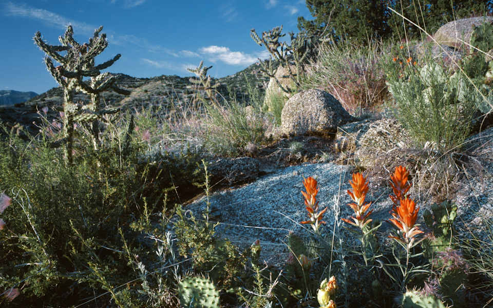 Cedar Crest | City Guide