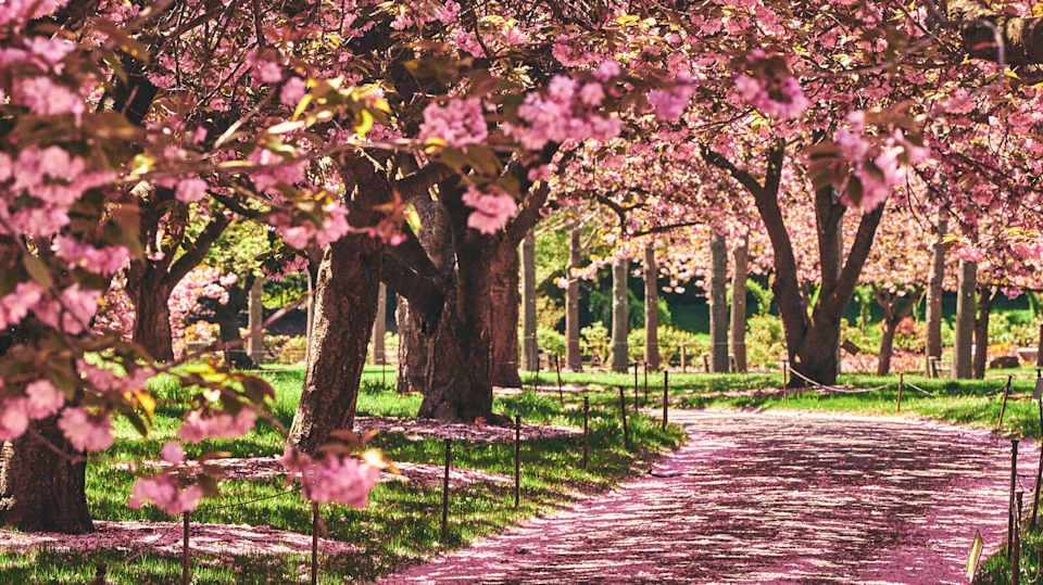 Hanami Nights at Brooklyn Botanic Garden | Connecticut Real Estate ...