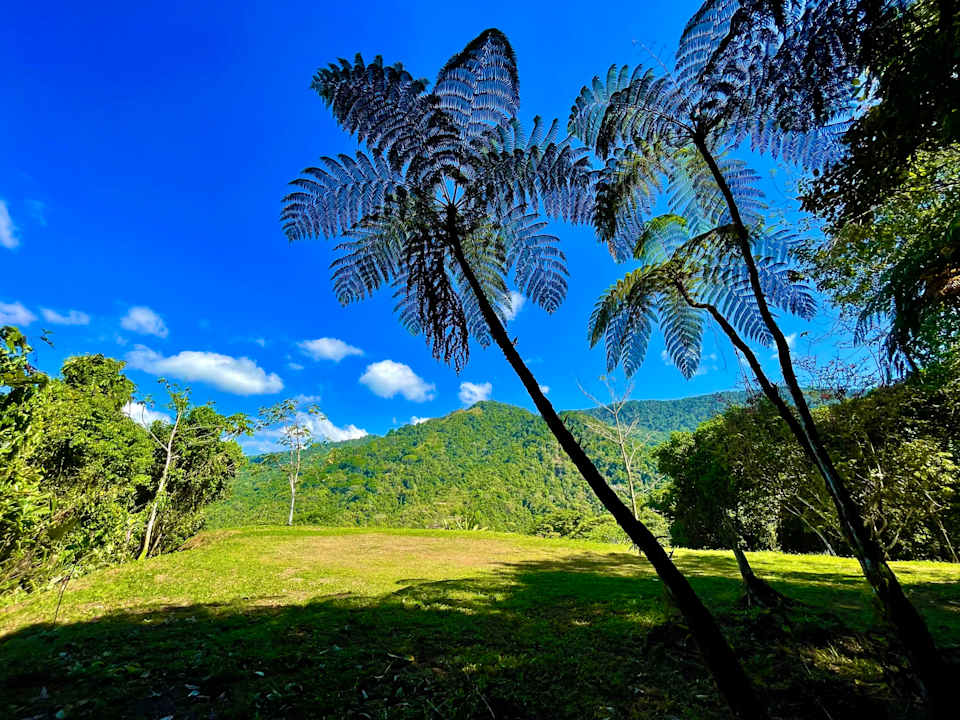 Wildlife•Wildlife •Wildlife, Tres Rios, Puntarenas