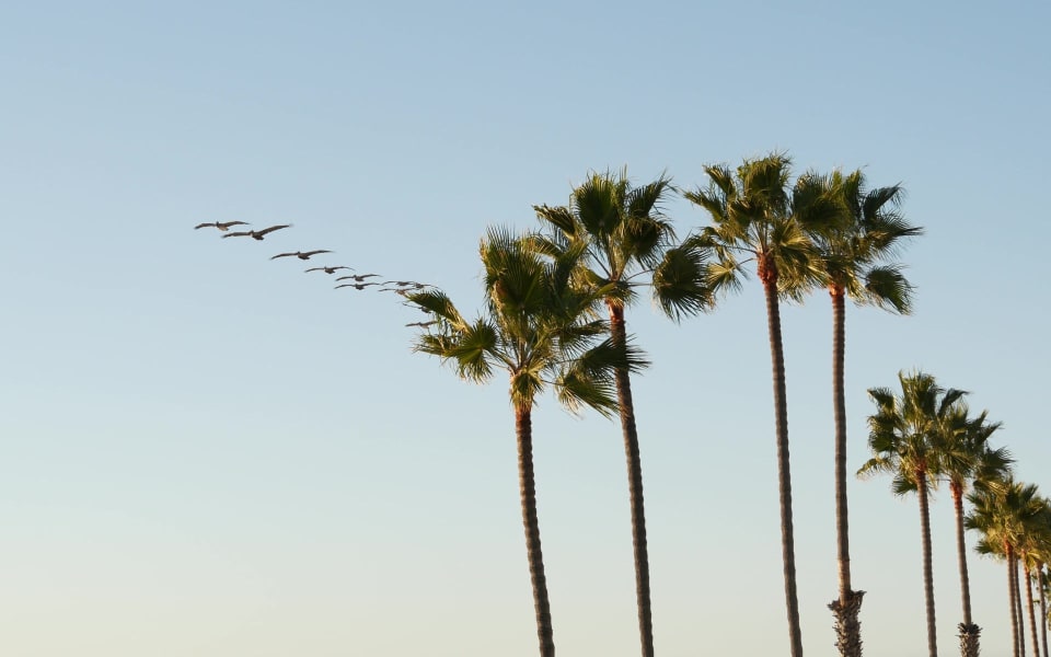 The Bird Streets | Neighborhood Guide | Chueire Group