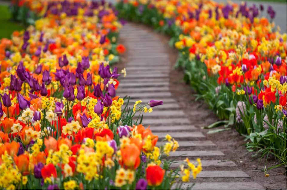 Color Theory in Landscape and Garden Design | Susan Ward