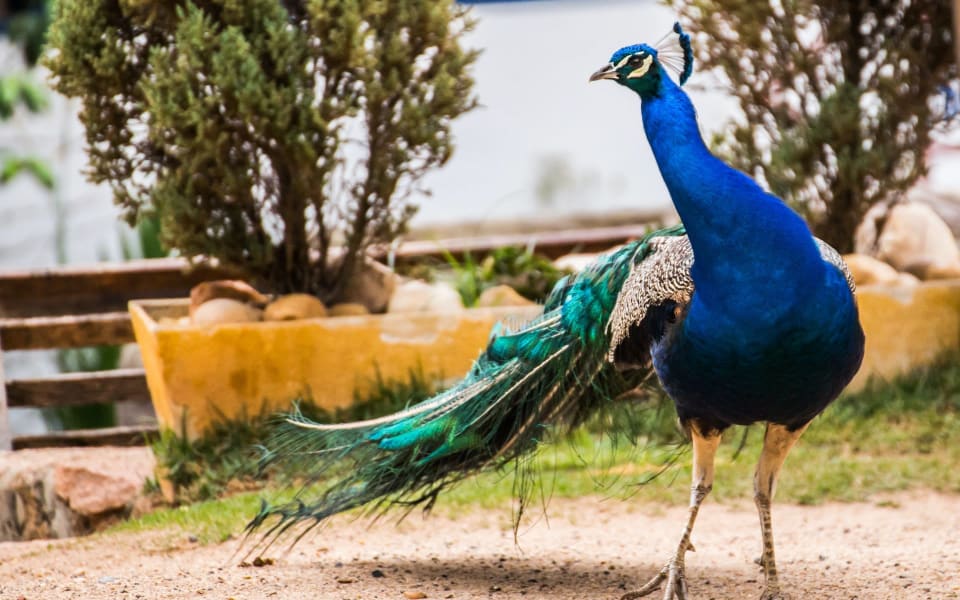 Jungle Prada | Neighborhood Guide | Barbara Dunlap | St. Petersburg ...