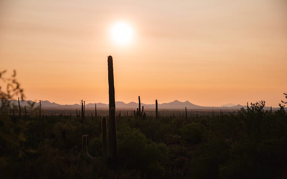 A Guide to Tucson Parks | Blog | The Bonn Team