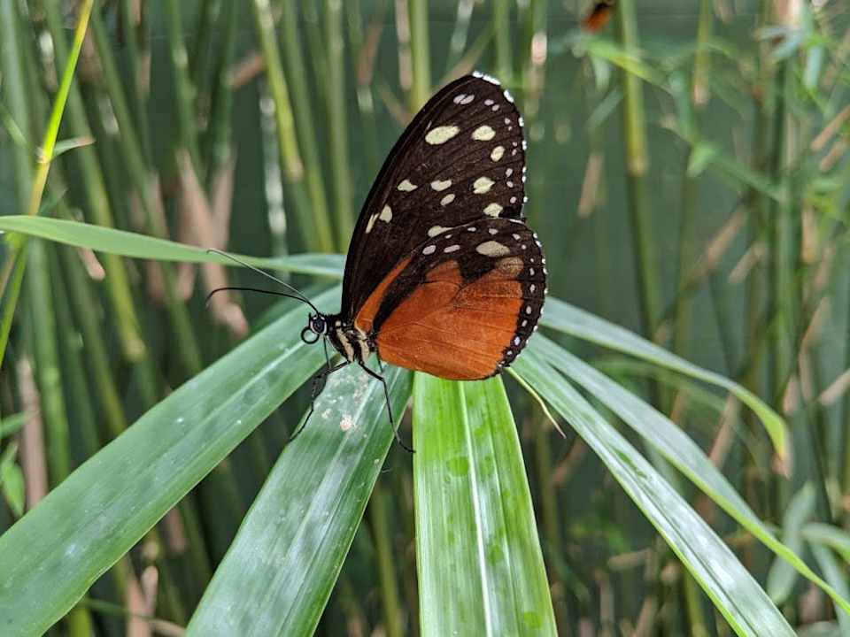Butterfly Wonderland in Scottsdale: An Attraction for All Ages | Blog