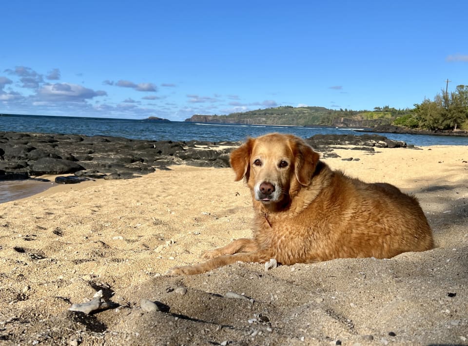 What you should know before bringing your dog to Hawaii | Blog | Ahearn ...