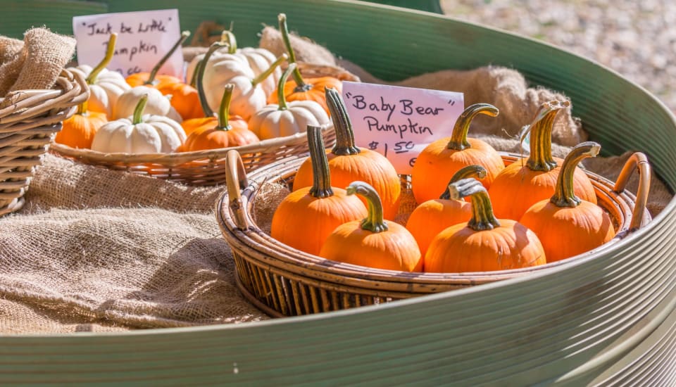 14 Things to Do in the Hamptons This Fall