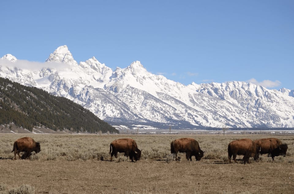 16 Historical Facts About Jackson Hole | Colby Murphy