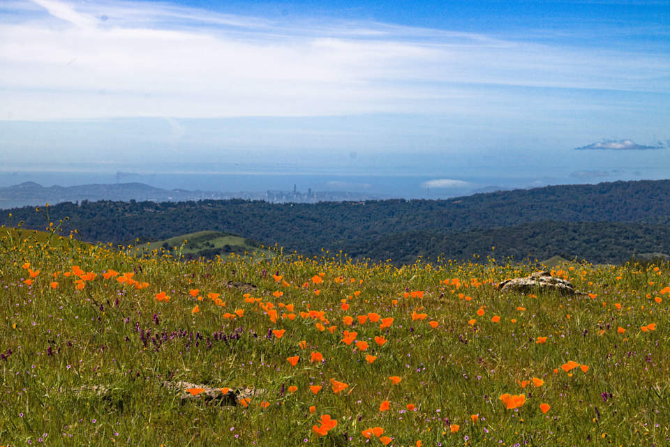 April Activities in The Bay | The Anthony Riggins Team