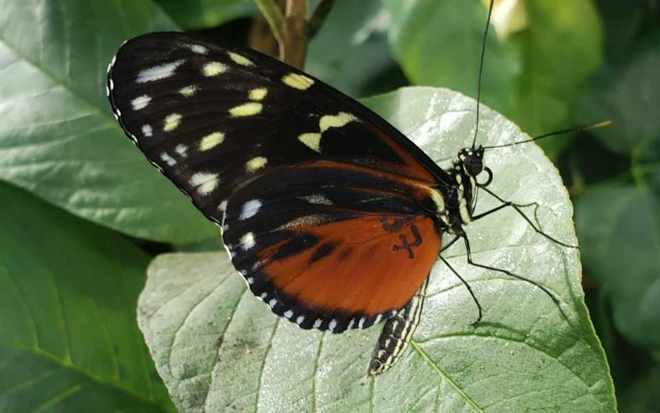 A Visit to Butterfly Wonderland | Blog | The Sonoran Lifestyle Team