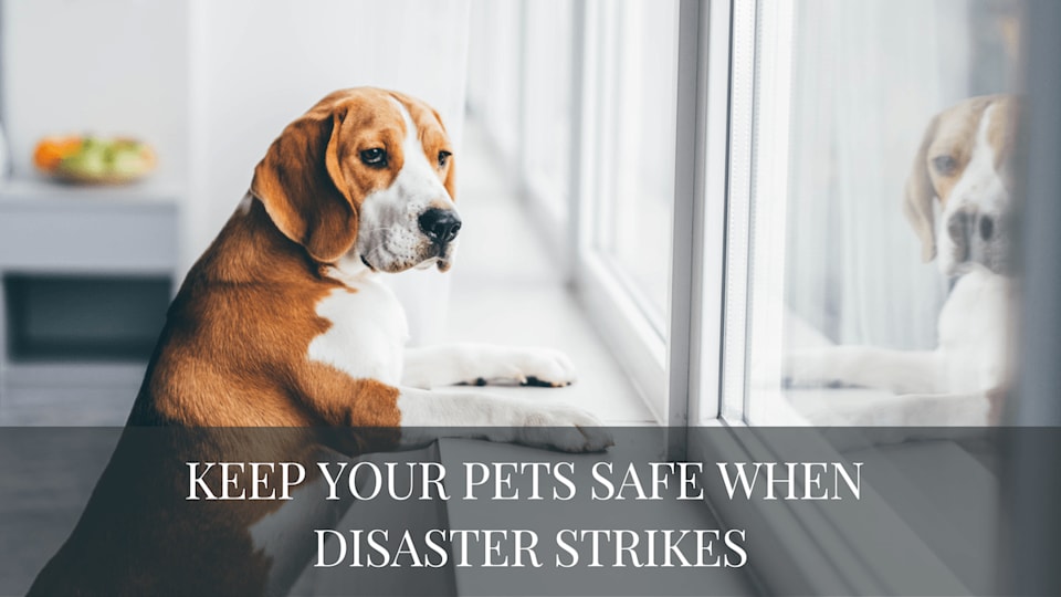 Keep Your Pets Safe When Disaster Strikes