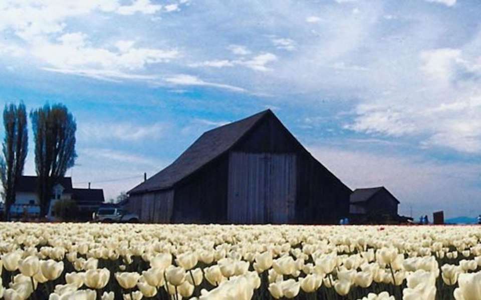 Southern Plantations | Blog