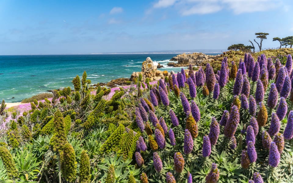 Del Mar | Neighborhood Guide | Linda Sansone & Associates