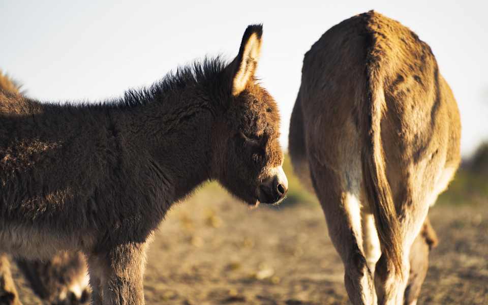 20 Best Donkey Gifts | Jamie McDevitt