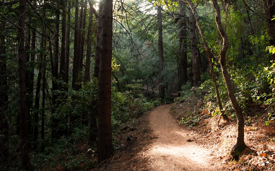 A Guide to Woodside, CA Parks | Blog | Scott Dancer | Scott Dancer