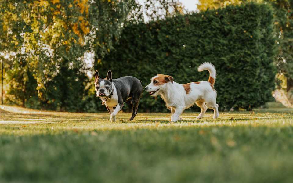 Boston Dog Parks | Blog
