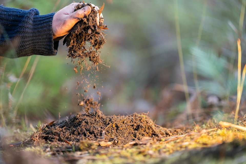 Composting Tips for Every Seattle Home - From Condos to Backyards | Zac Lee