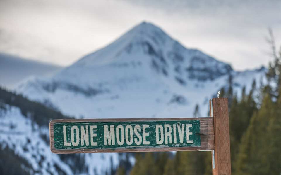 Lone Moose | Blog