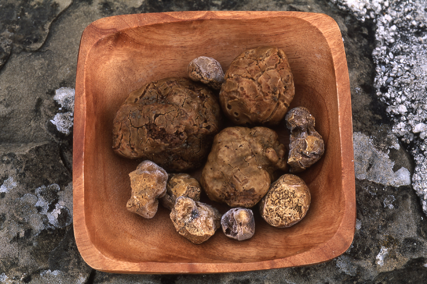 Searching for truffles in Istria | Maistra