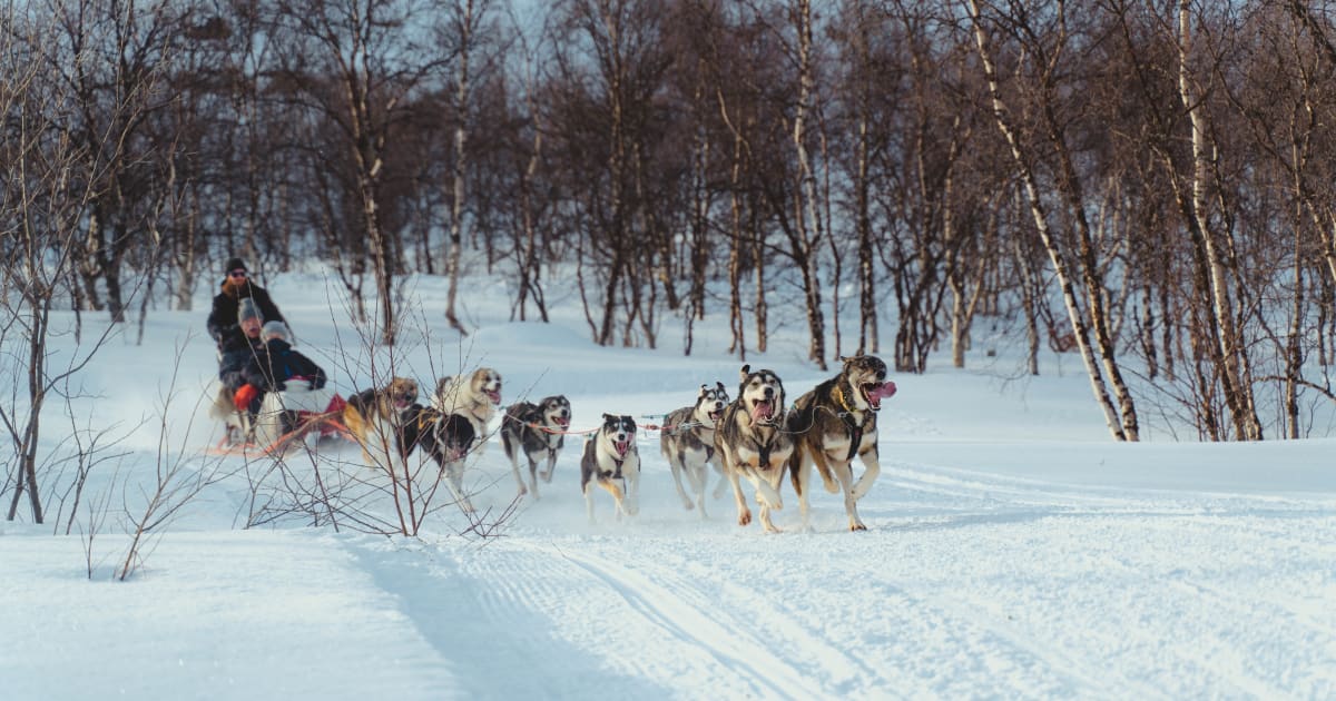 Guided Dog Sledding Safari from Kirkenes | Manawa
