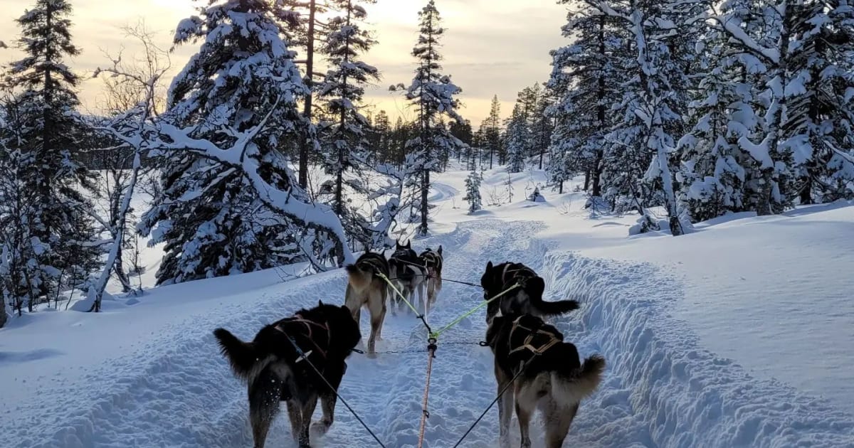 Self-Drive Dog Sledding Excursion with Outdoor Lunch in Kopperå near ...