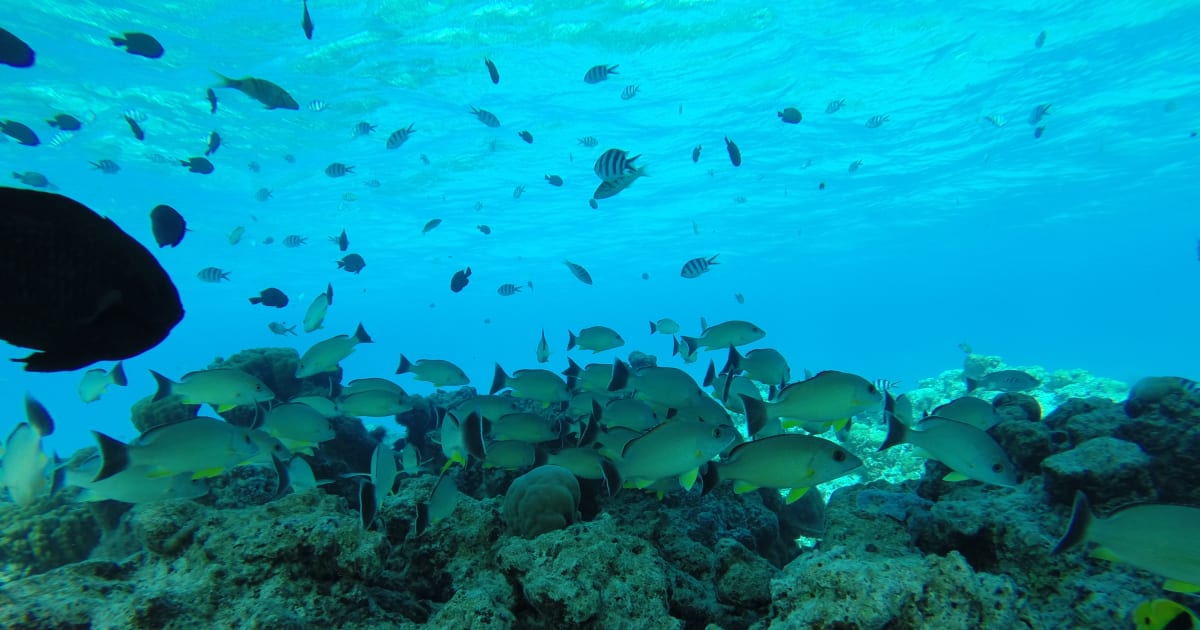 Book with Tohora Bora Bora on Manawa | Manawa