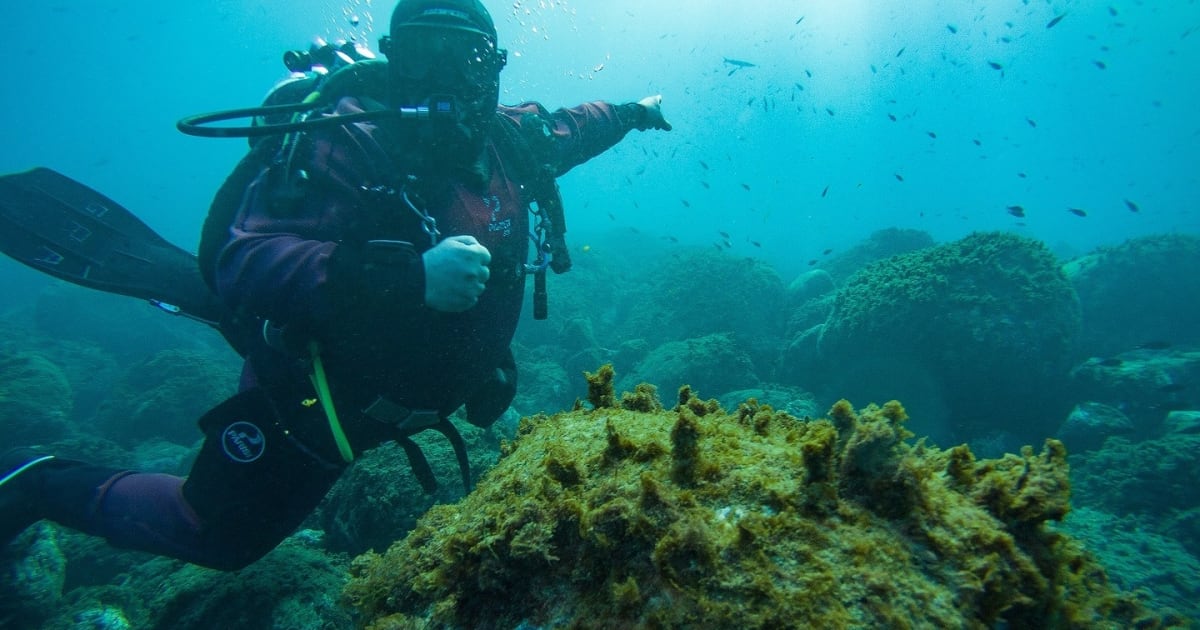 Book with DNA DIVERS on Manawa | Manawa