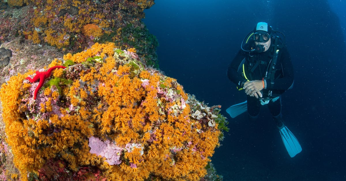 Discover Scuba Diving in Ischia near Naples | Manawa