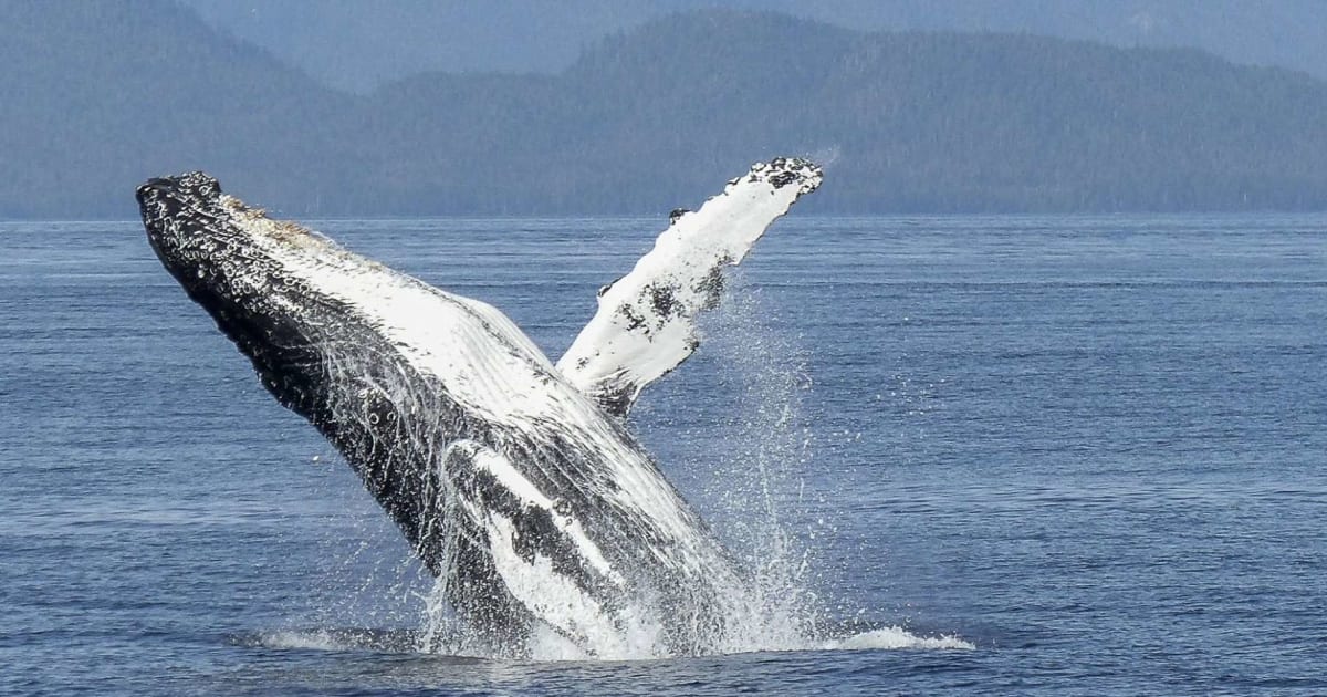 Whale watching in Mauritius from Grande Rivière Noire | Manawa