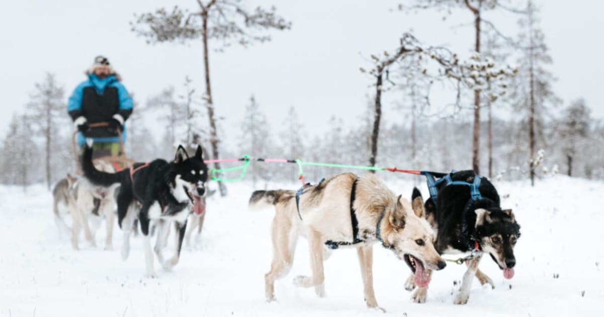 Full-Day Self-Drive Dog Sledding Excursion in Rovaniemi | Manawa