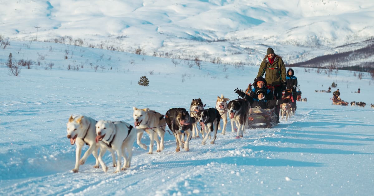 Guided Half-Day Arctic Dog Sledding Ride in Kvaløya from Tromsø | Manawa