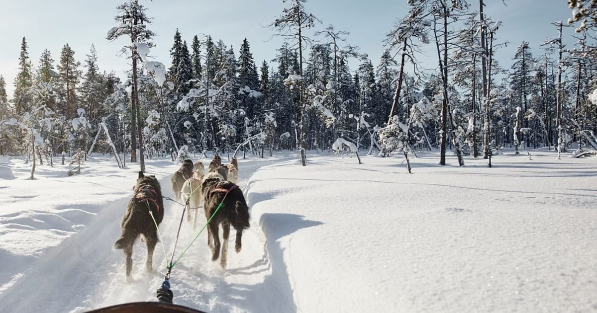 Santa's Village Dog Sledding Ride in Rovaniemi | Manawa