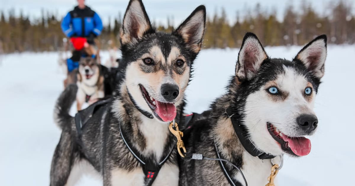 Intermediate Self-drive Dog Sledding Safari in Ylläs | Manawa