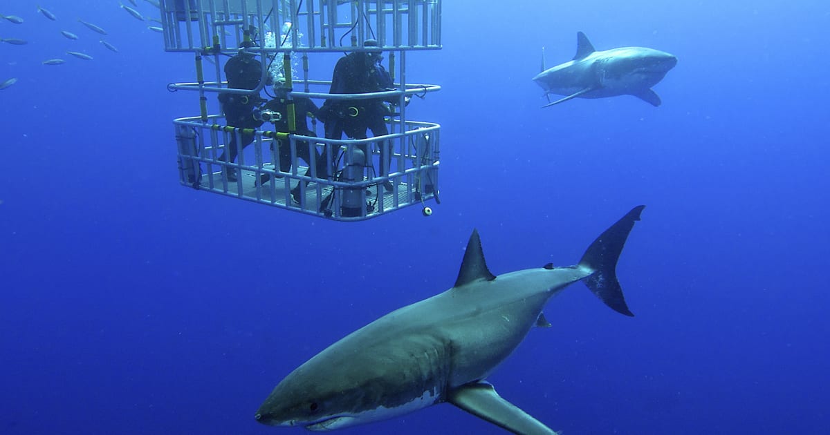 The best Shark Diving activities | Manawa