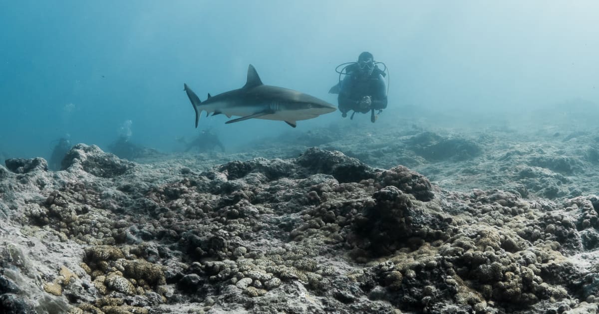 Guided Ocean Exploration Dive in Moorea | Manawa