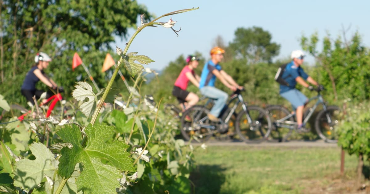Electric bike excursion with wine tasting in Ardèche | Manawa