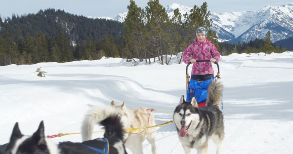 Dog sledding and snowshoeing excursion in Kleinwalsertal, Austria | Manawa