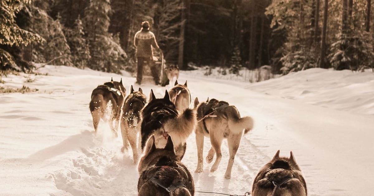 Self-Drive Dogsledding Safari in the Wilderness of Dalarna from Enviken ...