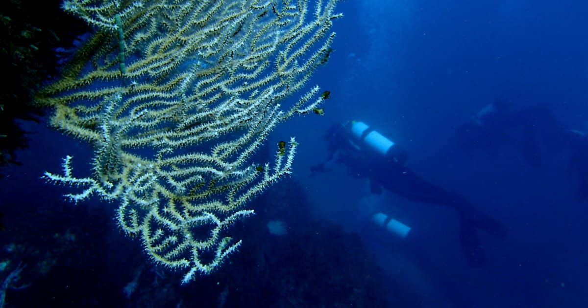 Cours CMAS Open Water Diver près de Lisbonne | Manawa
