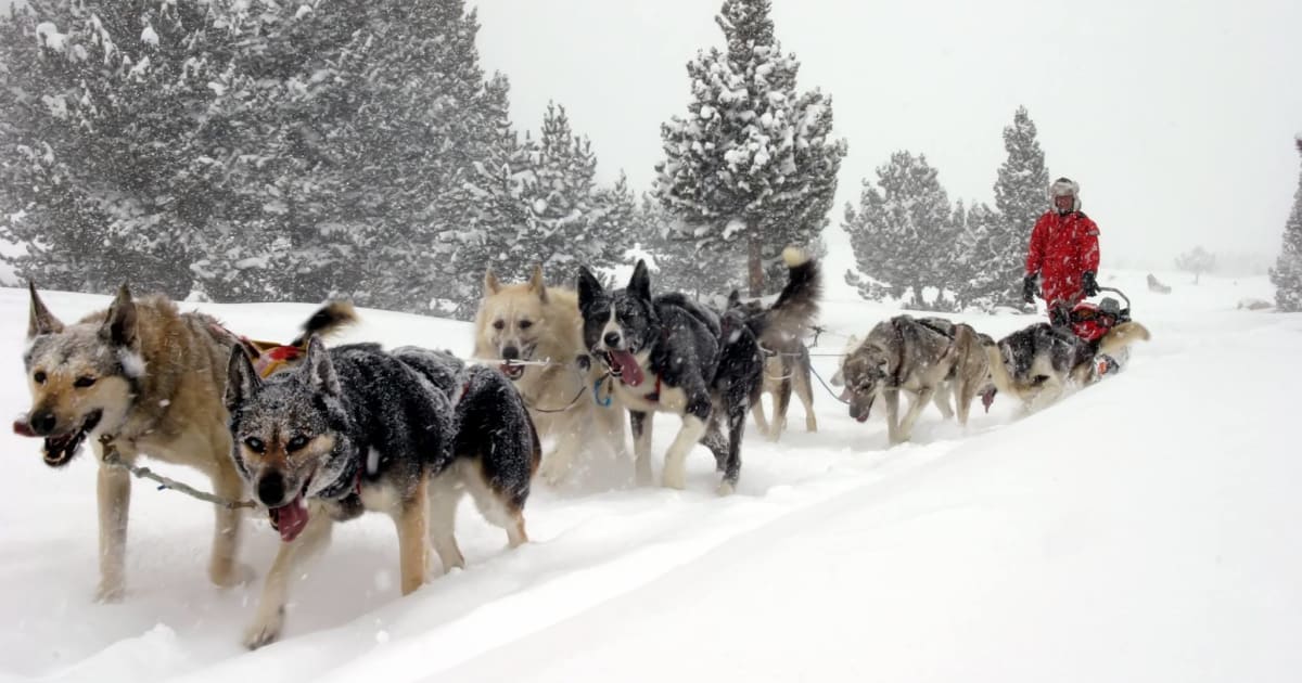 Dog Sledding Tour from Port d'Envalira in Grandvalira, Andorra | Manawa