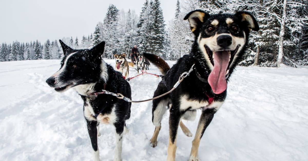 Full-day Dog Sledding trip in Åre, Sweden | Manawa