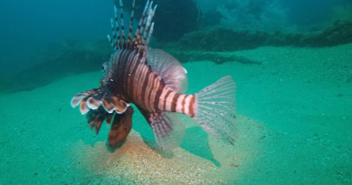 Reef and wreck scuba diving excursions on the Umkomaas coast, near ...