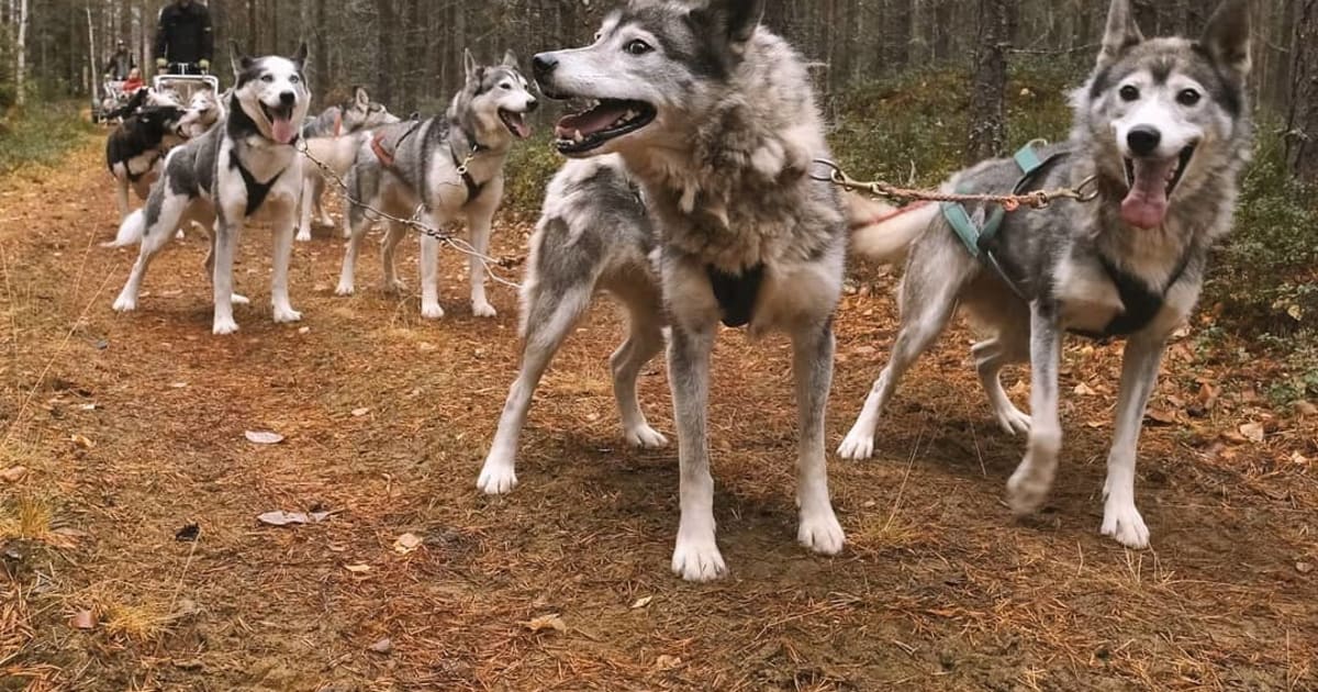 4-Wheel Dog Sledding Safari from Ekorrsele in Västerbotten | Manawa