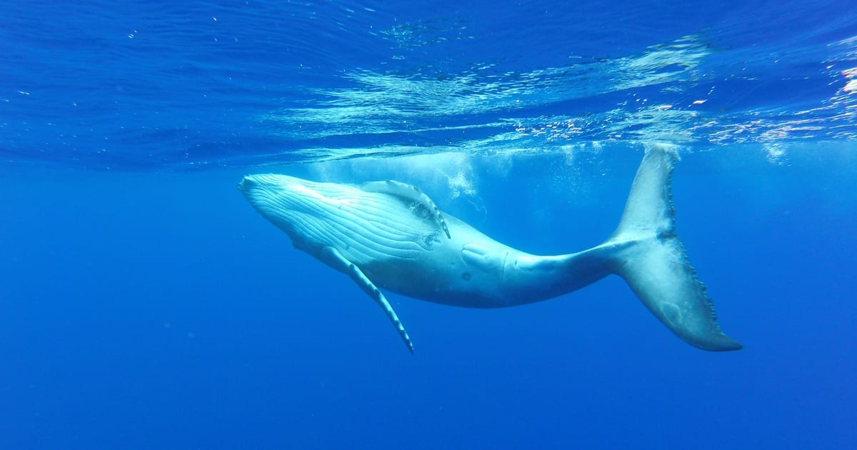 Whale watching excursion to Bora Bora and possible swim | Manawa