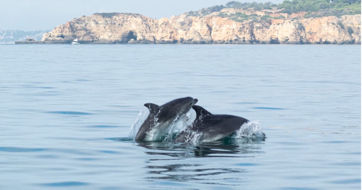 Dolphins Watching and Guided Boat Tour to Benagil Caves from Portimão ...