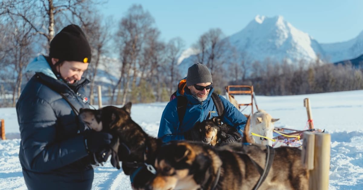 Self-drive Dog Sledding and Husky Experience near the Lyngen Alps from ...