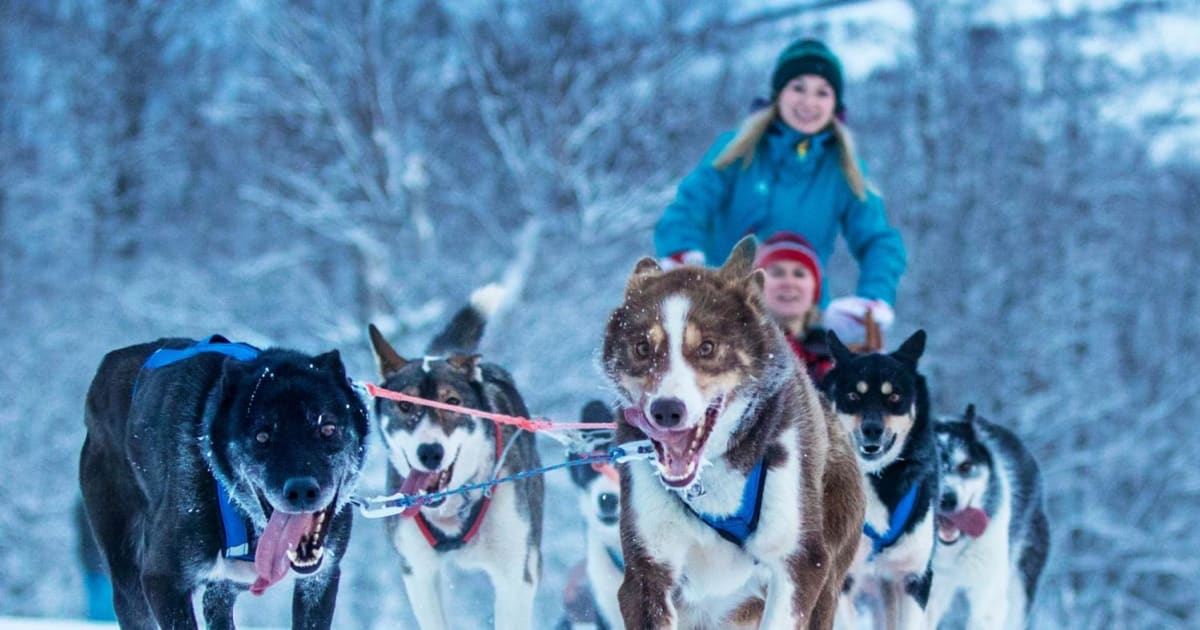Dog Sledding Excursion in Gratangen near Narvik | Manawa